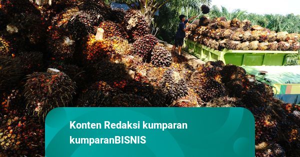 Pengusaha Sawit Minta Pemerintah Tunda Kenaikan Pungutan Ekspor 10 Persen | kumparan.com